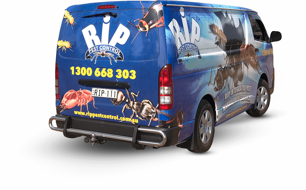 RIP Pest Control Camden Pest Control Services RIP Pest Control Camden Pest Control Services